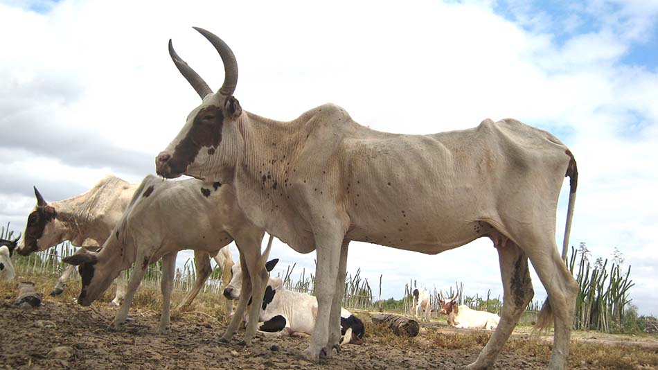 Séance spéciale | OMBY, MADAGASCAR ET LE ZÉBU | jeudi 16 juillet 2020 à ...